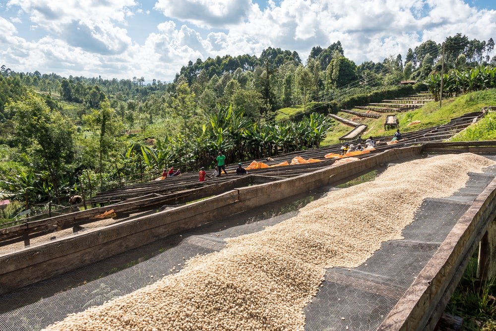 New Release | Kieni, Kenya – Seven Seeds