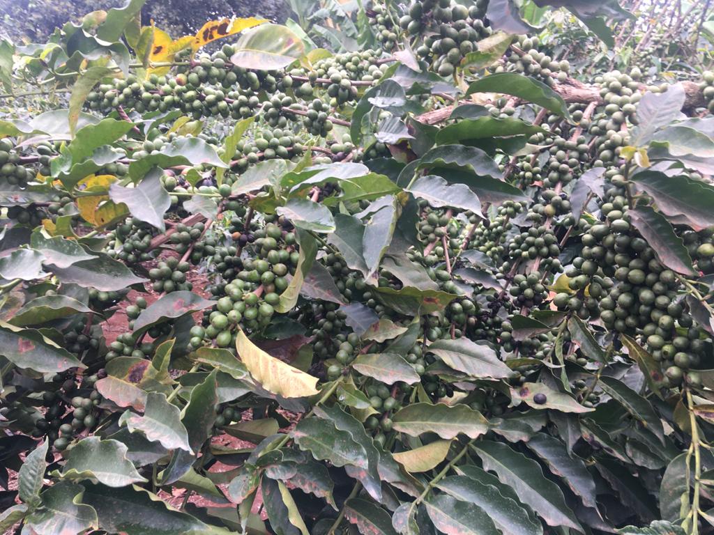 New Release: Mukunga Estate AA, Kenya – Seven Seeds