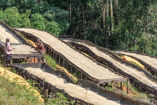 Kieni, Kenya – Seven Seeds